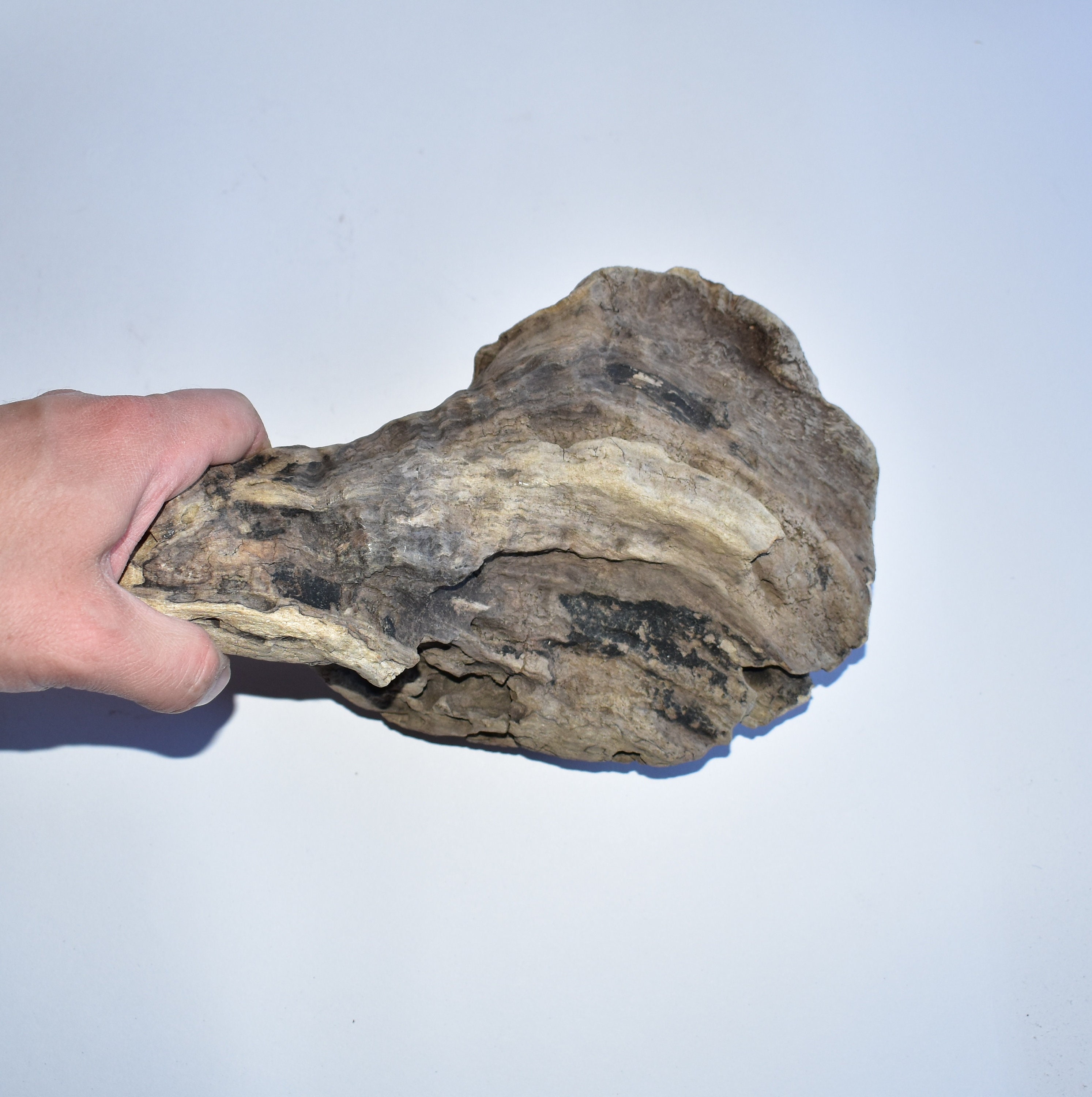 Large Unique Driftwood 12.6 Natural Driftwood Interesting Raw Beach ...