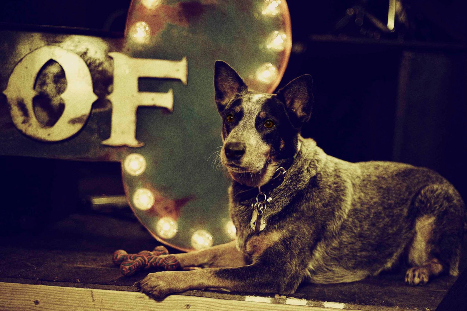 Custom Signs Dog Bone Metal MARQUEE SIGN Marquee Light - Etsy