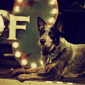 Custom Signs, Dog Bone Metal MARQUEE SIGN Marquee Light Marquee Letter ...