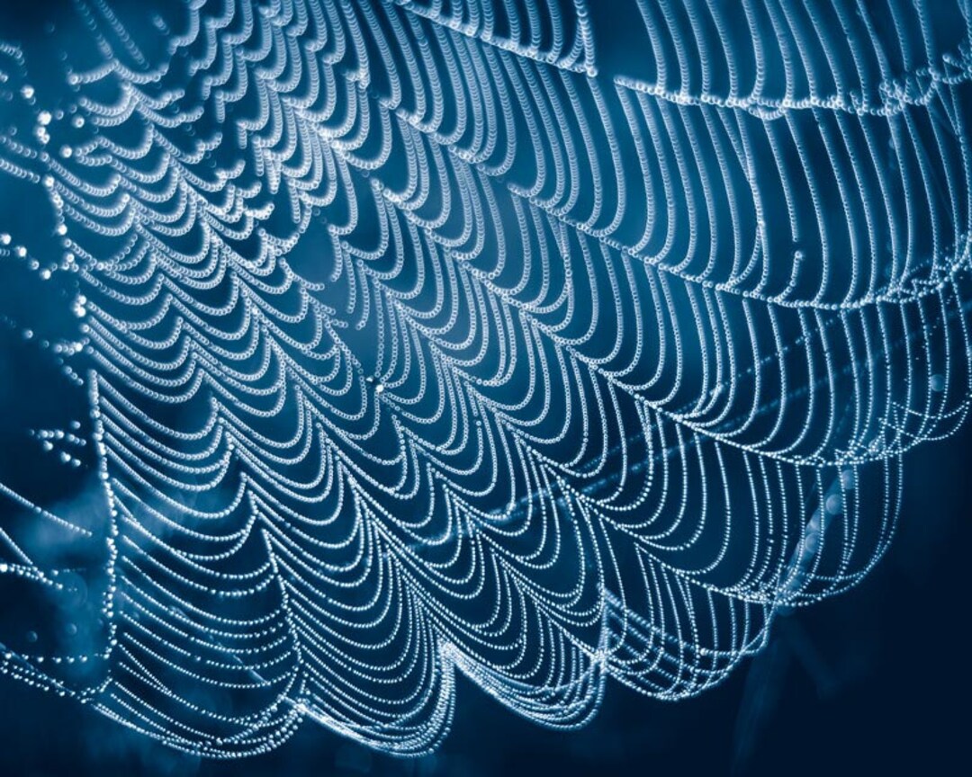 Spider Web: 8x10 Nature Photo Print. - Etsy