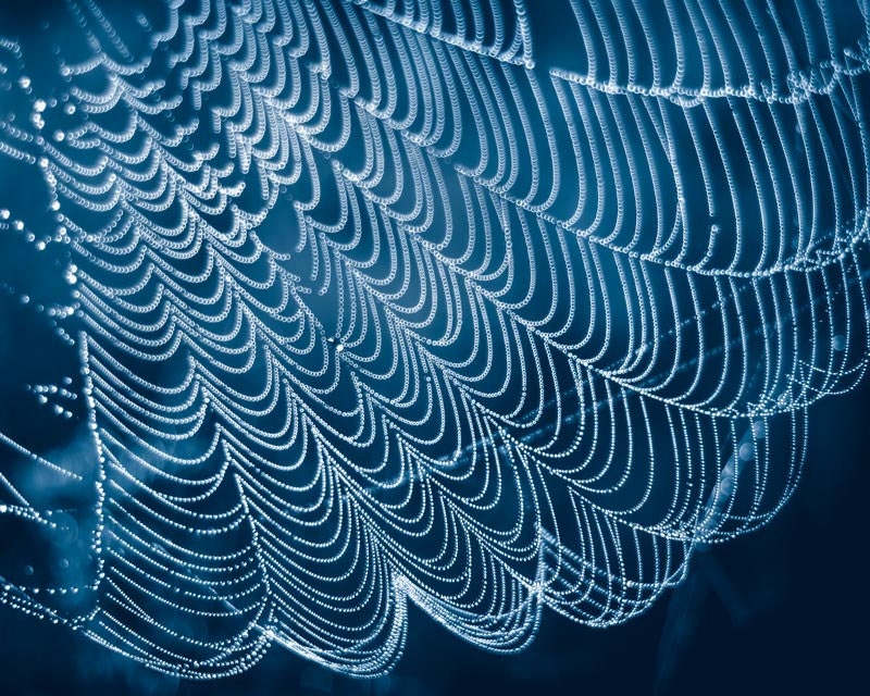 Spider Web: 8x10 Nature Photo Print. - Etsy
