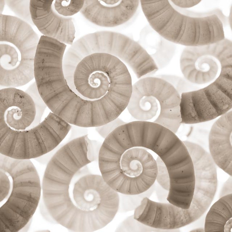 Sepia Shell Prints - Etsy