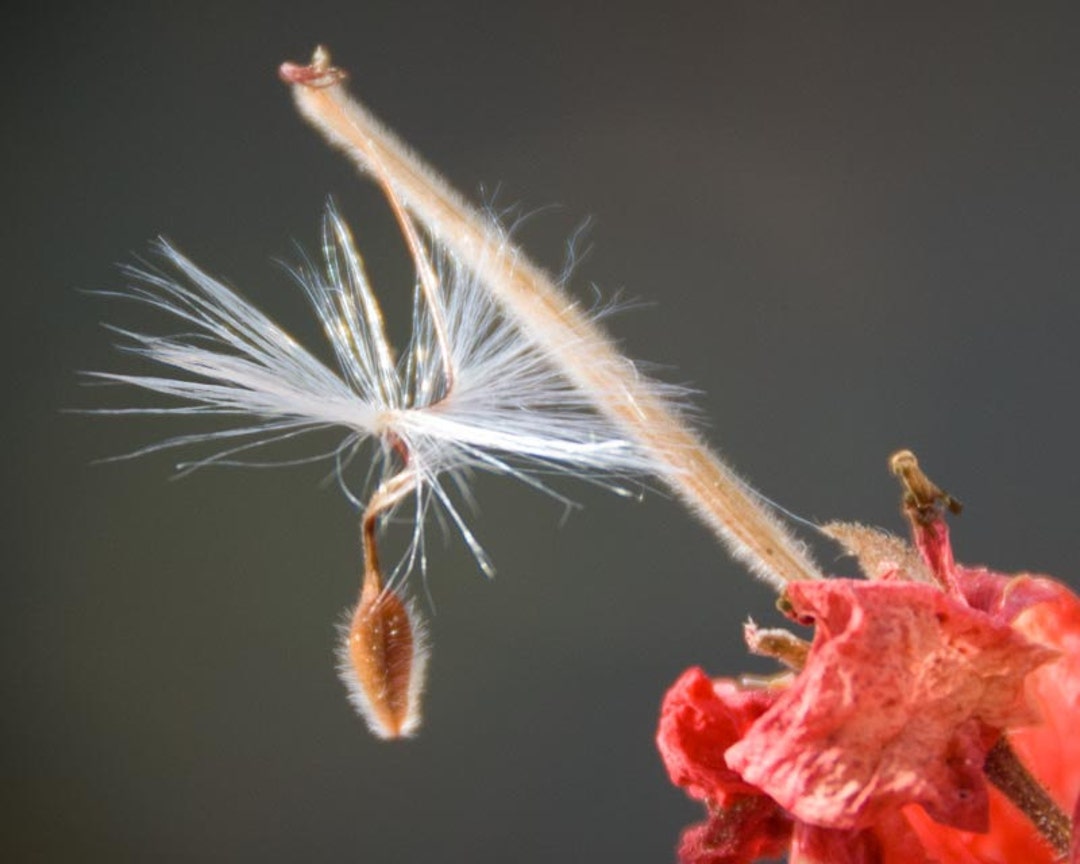 Seed Fluff: 8x10 Nature Photography Art Print. - Etsy