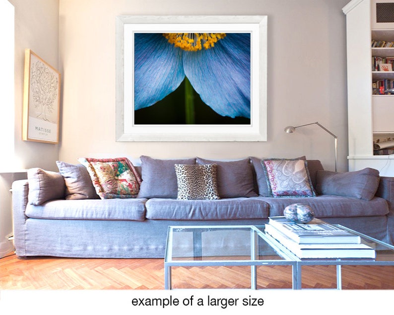 Blue Poppy Abstract: 8x10 Botanical Photography Print - Etsy