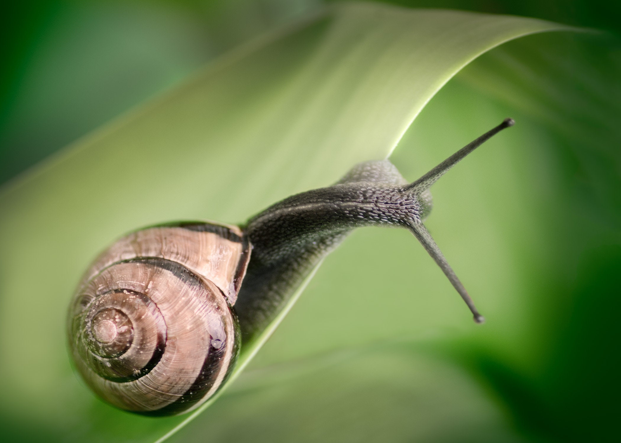 Snail Greeting Card of Nature Photography 5x7 - Etsy