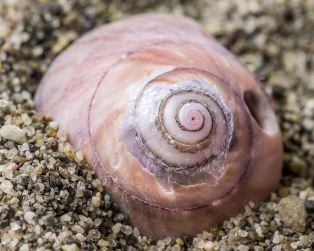 Pink Seashell: 8x10 Nature Photography Art Print. - Etsy