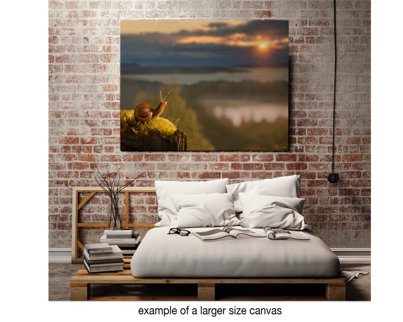 Sunset Snail: 8x10 Nature Animal Fine Art Photography Print. - Etsy