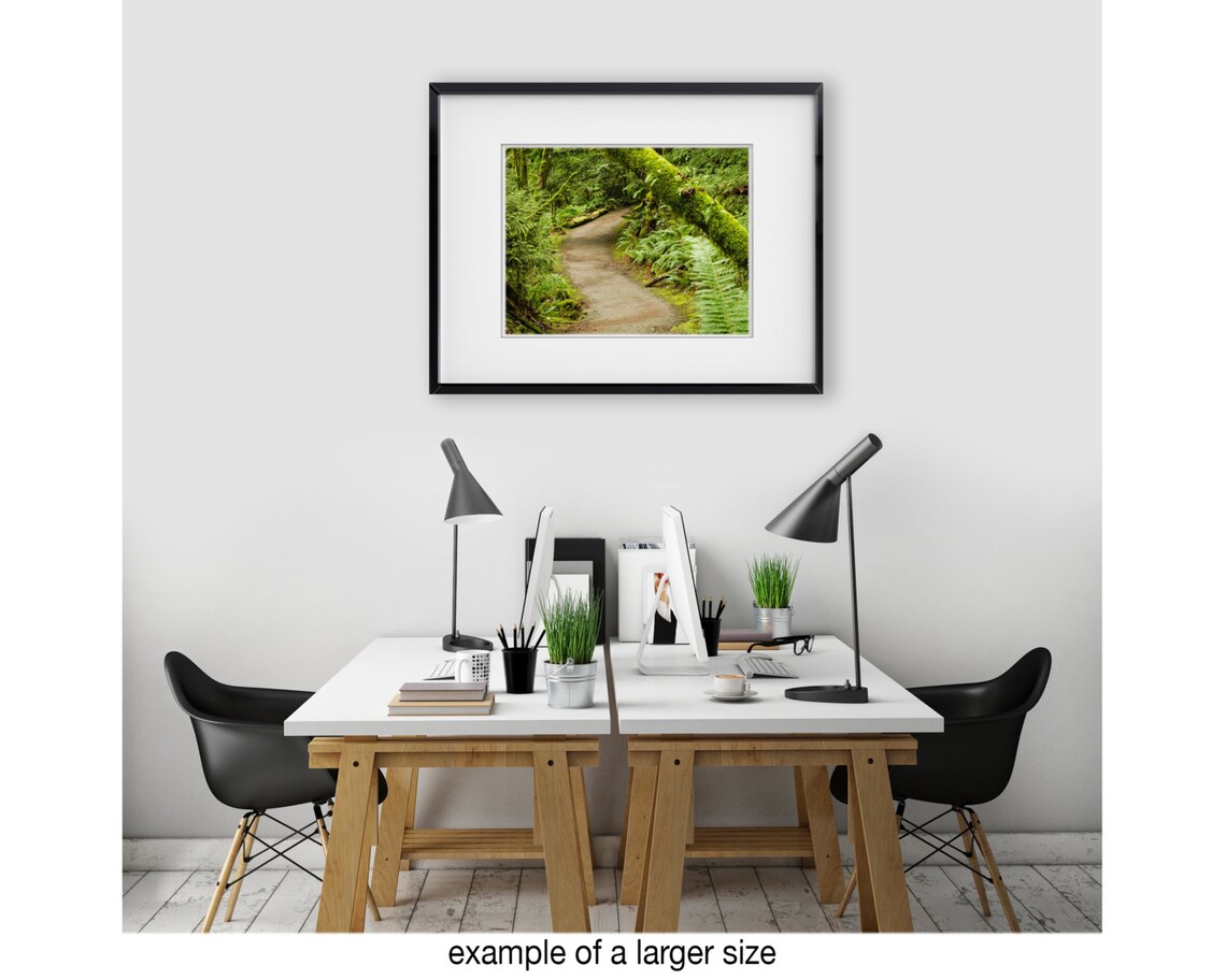 Rainforest Path: 8x10 Nature Photography Art. - Etsy