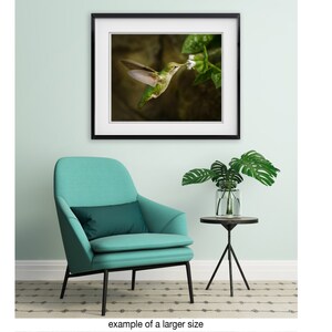Hummingbird Bird Photography 8x10 Fine Art Print Titled "green ...