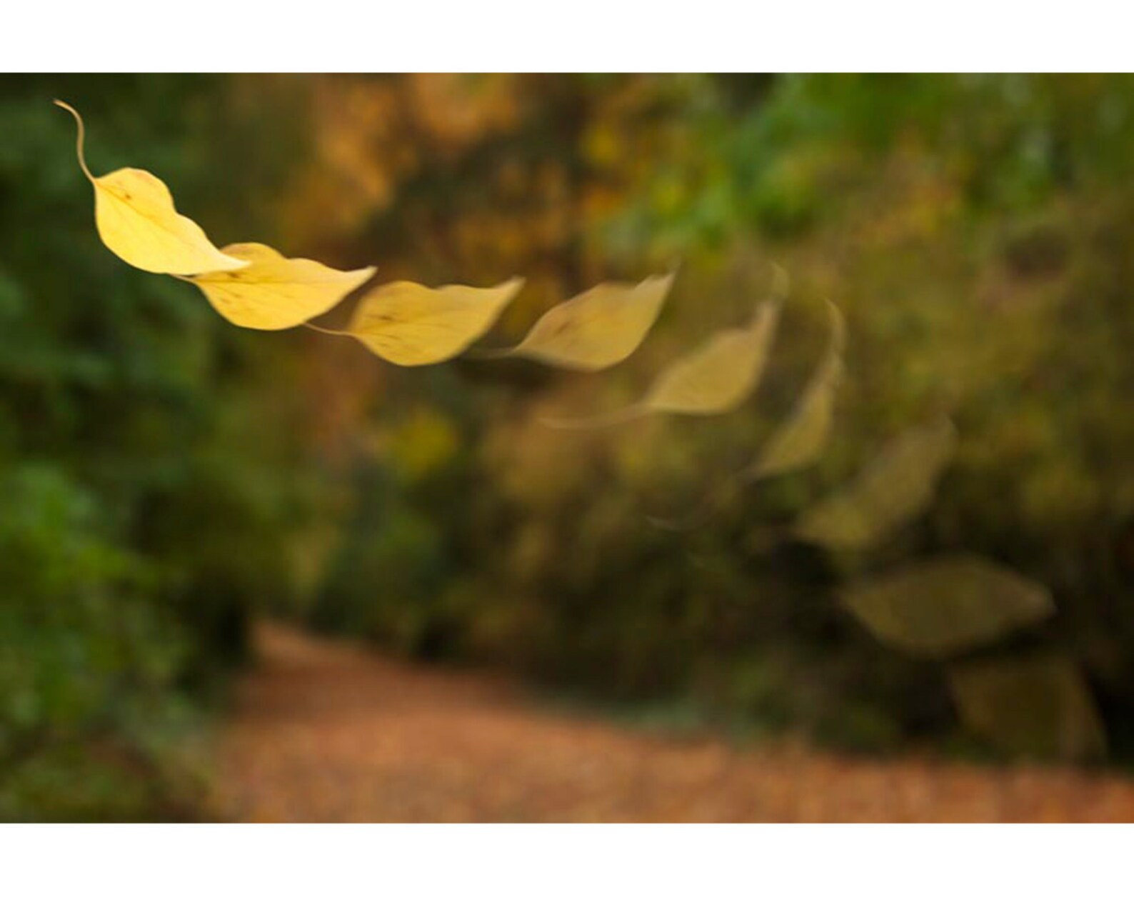 Fluttering Leaf: 8x12 Nature Photography Print. - Etsy