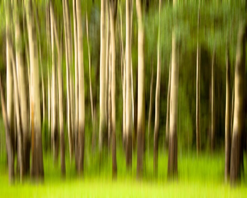 Birch Trees Abstract: 8x10 Nature Photography Image. - Etsy