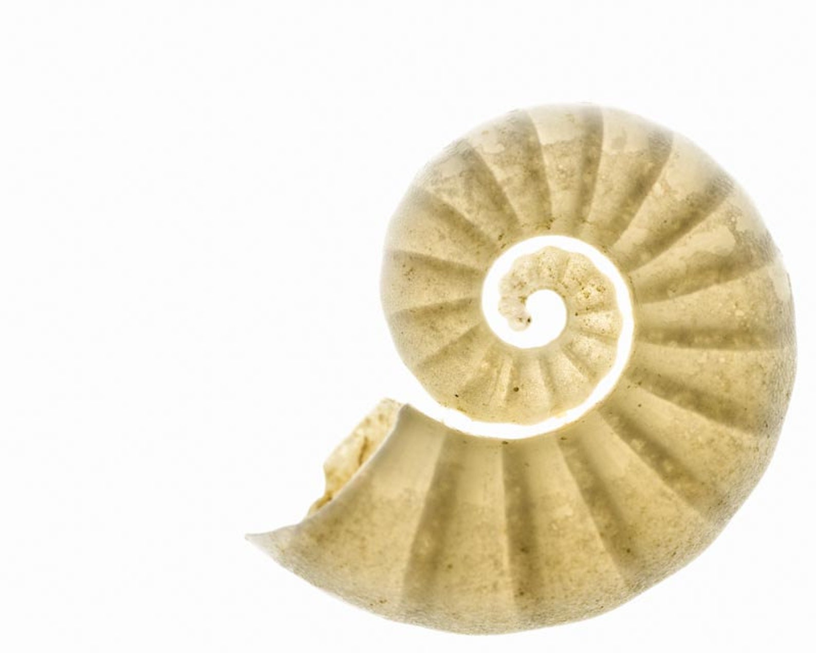 Spiral Mollusc Shell: 8x10 Nature Photo. - Etsy