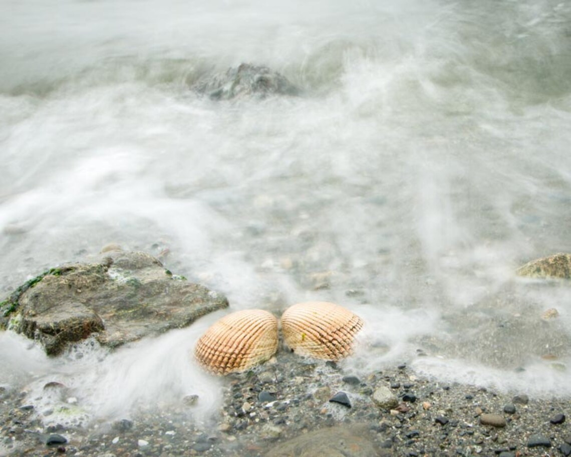 8x10 Shell Couple Romantic Photography Print Wedding Gift. - Etsy