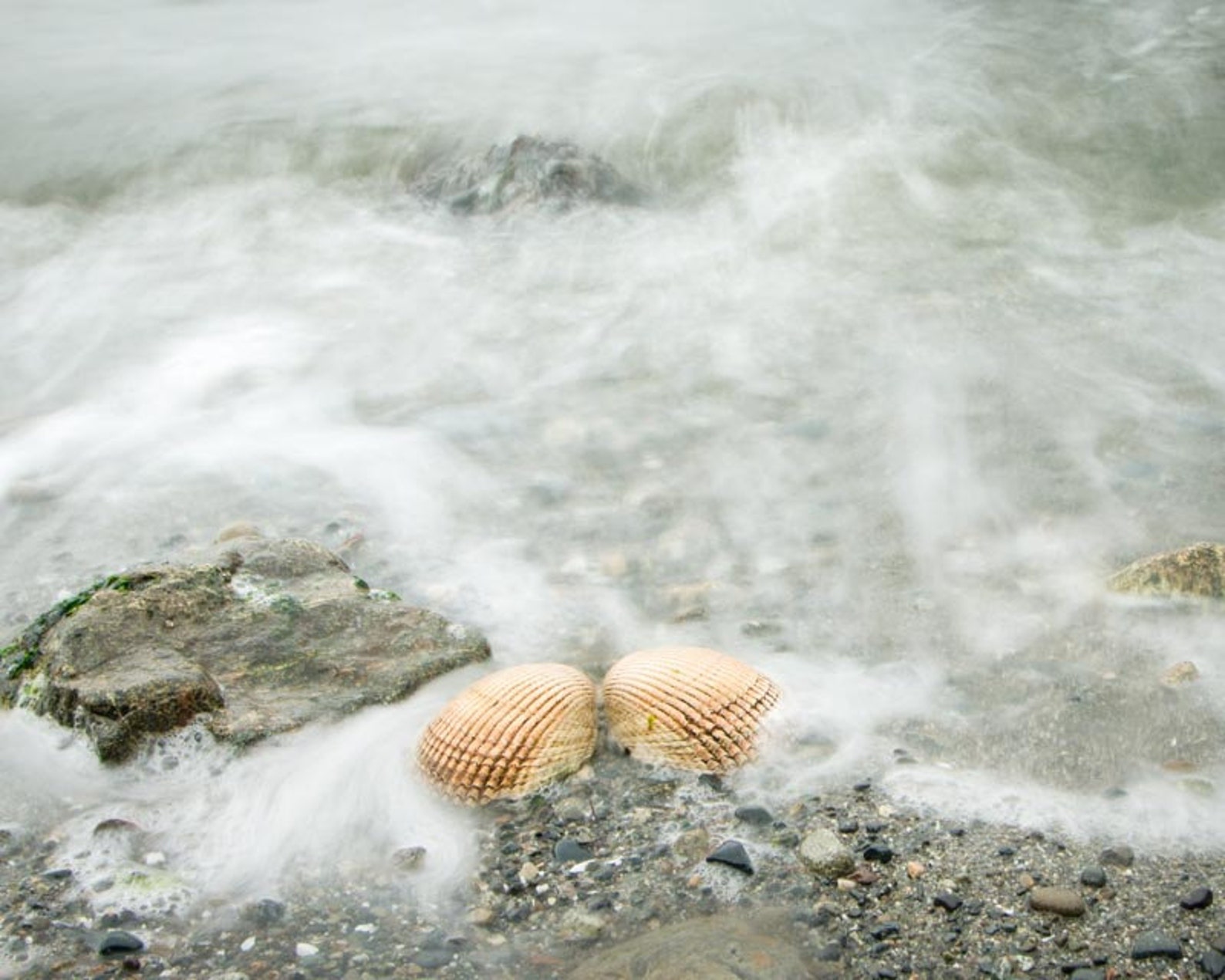 8x10 Shell Couple Romantic Photography Print Wedding Gift. - Etsy