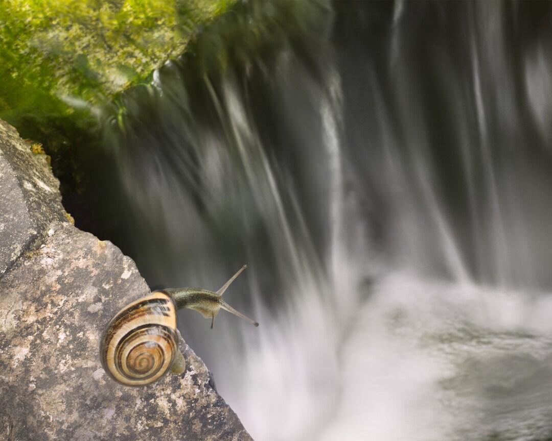 Waterfall Snail 8x10 Nature Photography Print. - Etsy
