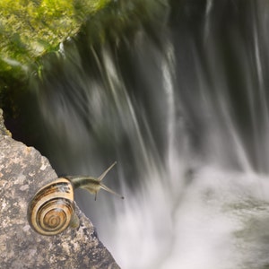 Waterfall Snail 8x10 Nature Photography Print. - Etsy