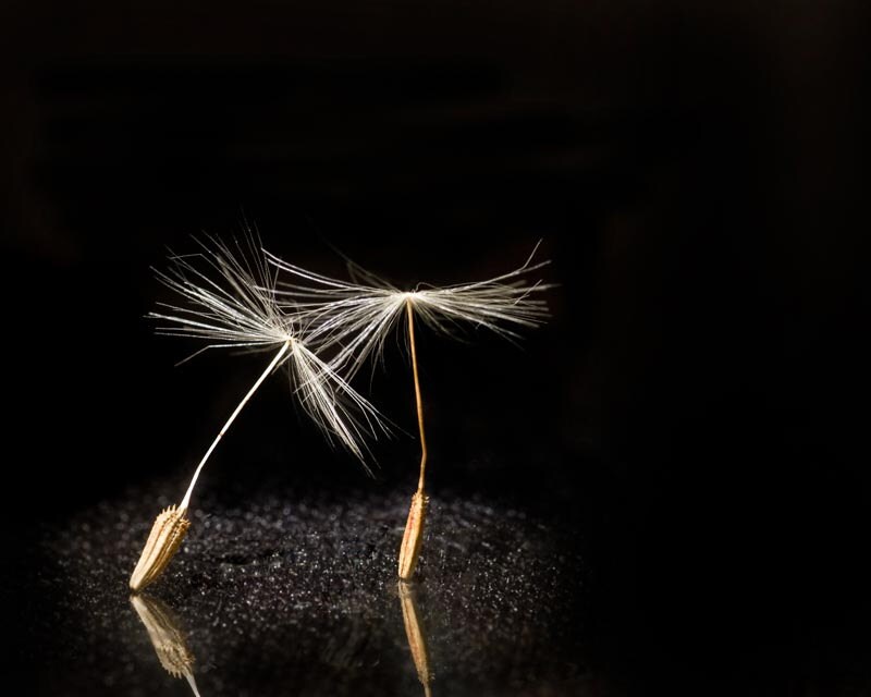 8x10 Dandelion Seed Dance Photography Print. Romantic Gift for Her. - Etsy