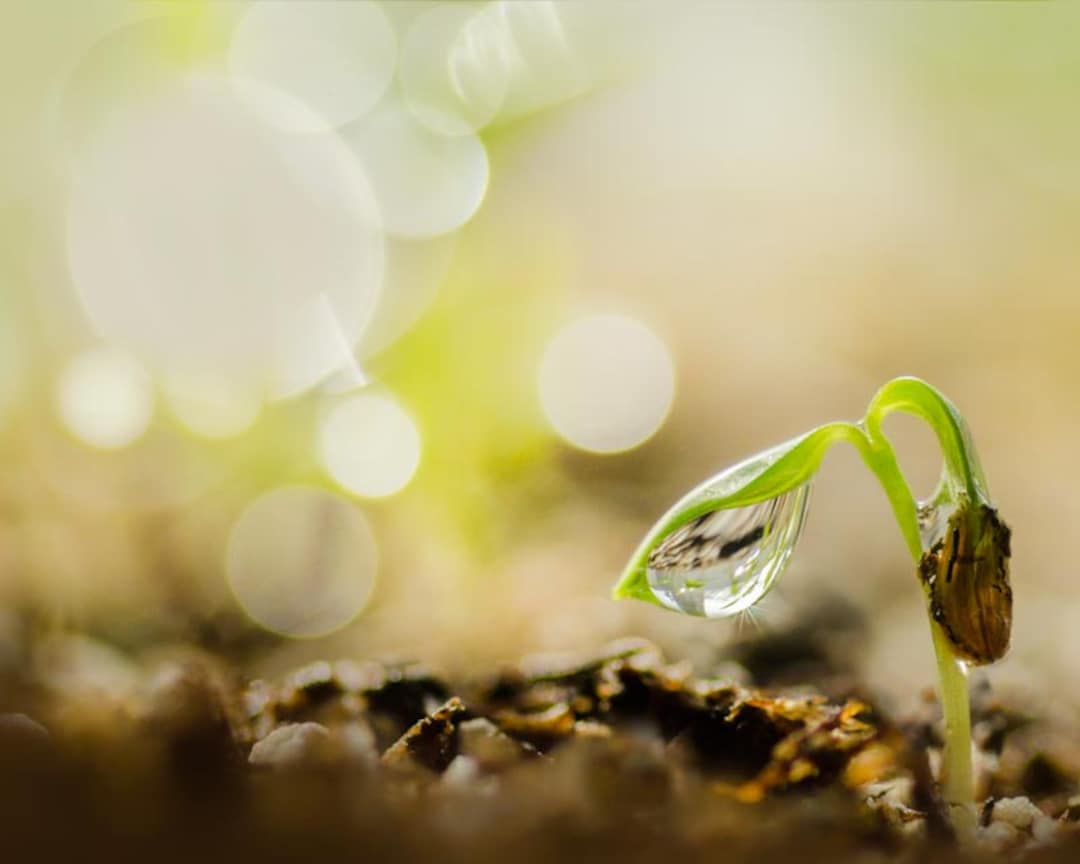 Sprout: 8x10 Fine Art Nature Image. - Etsy