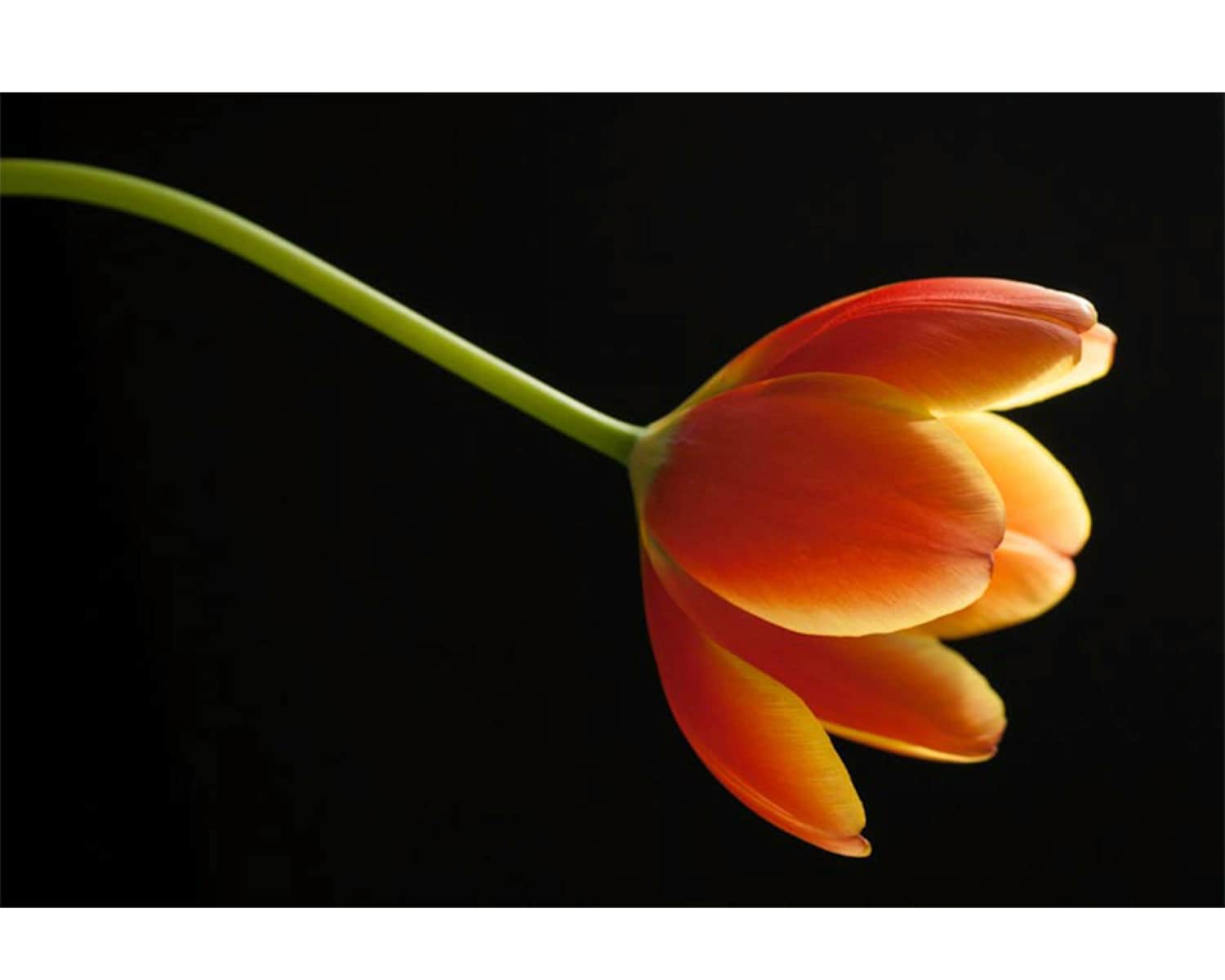 Orange Tulip: 8x12 Floral Art Photography Print - Etsy