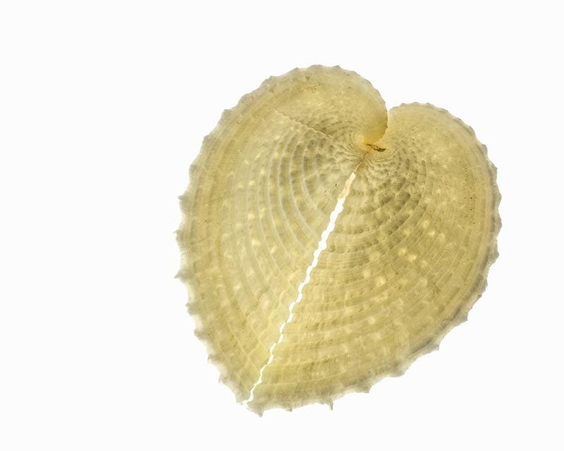 Heart Shell Romantic 8x10 Photography Print. - Etsy