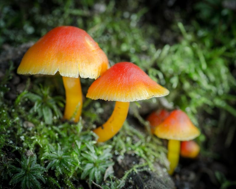 Red Topped Mushrooms: 8x10 Nature Photo Print. - Etsy