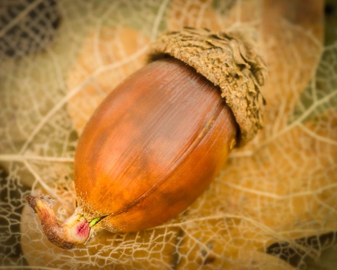 Acorn: 8x10 Nature Photography Fine Art Photo. - Etsy