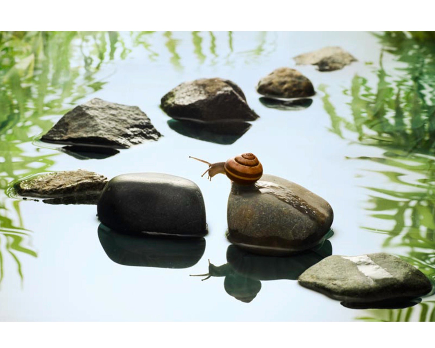 Snail Crossing: 8x12 Nature Art Photographic Print. - Etsy