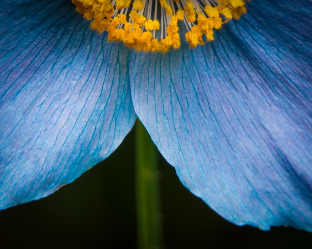 Blue Poppy Abstract: 8x10 Botanical Photography Print - Etsy