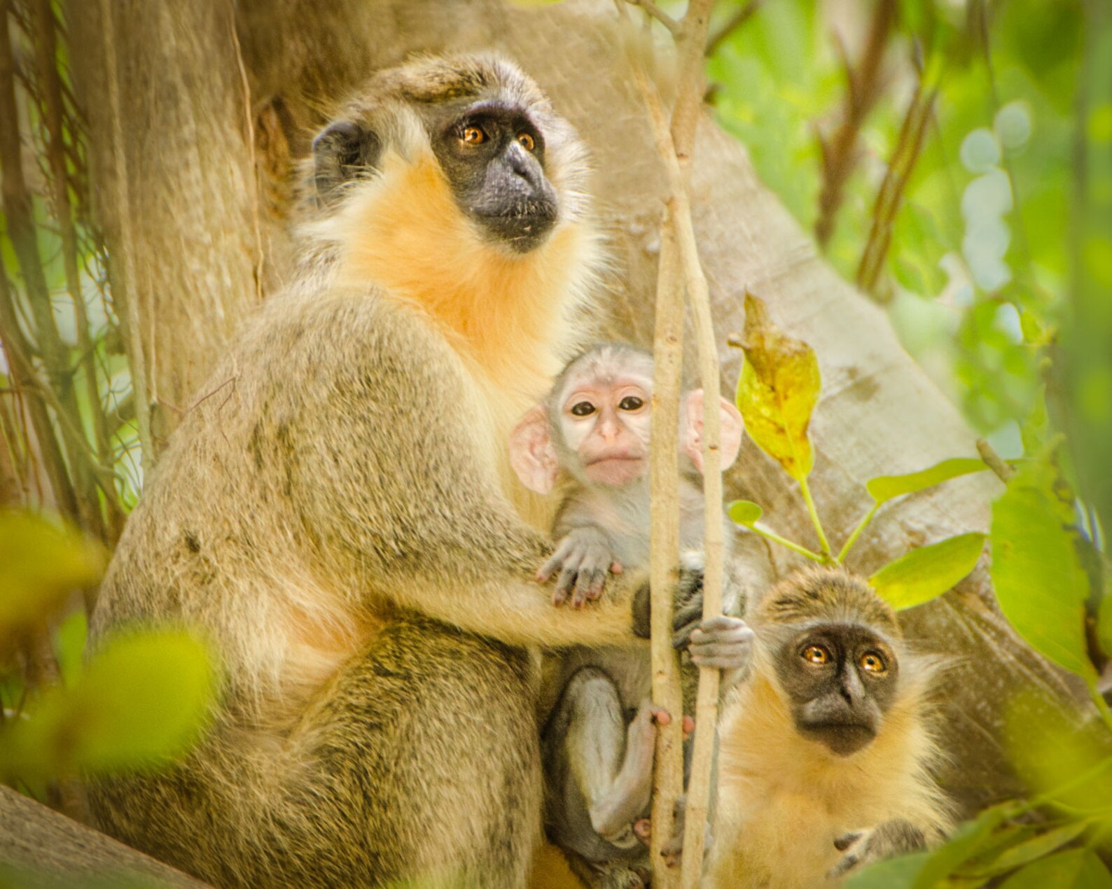 Monkey Family: 8x10 Wildlife Photography Print. - Etsy
