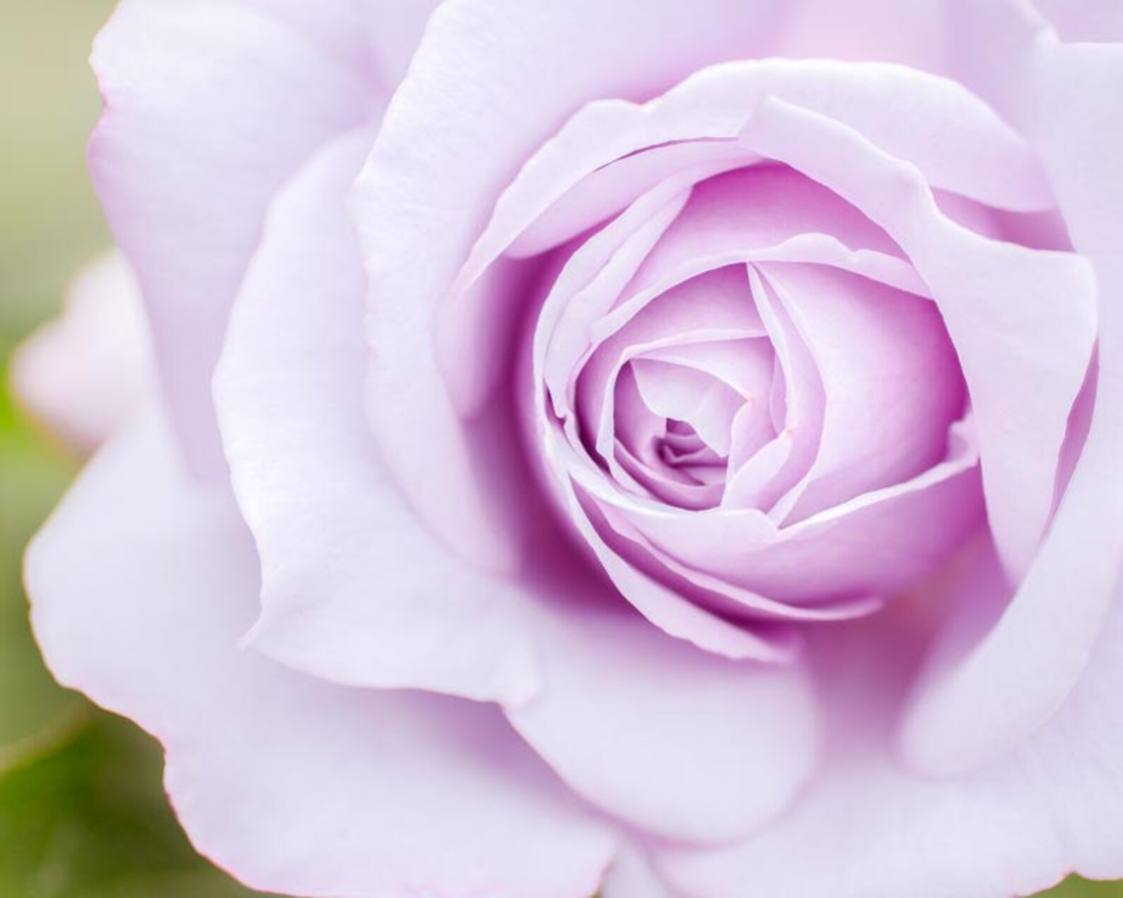 Rosa de lavanda: 8x10 fotografía de flores de arte fino - Etsy España