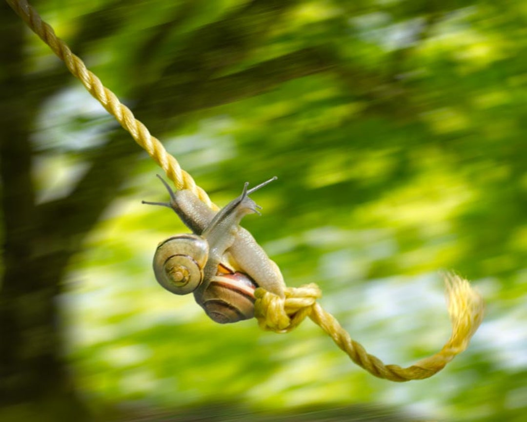 Snail Photography 8x10 Fun Animals Fine Art Print Titled "swinging ...