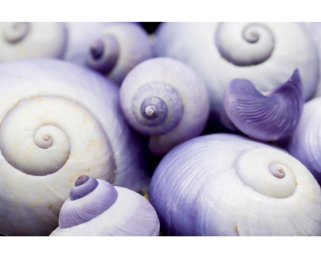Purple Spiral Shells: 8x12 Fine Art Photography Print. - Etsy
