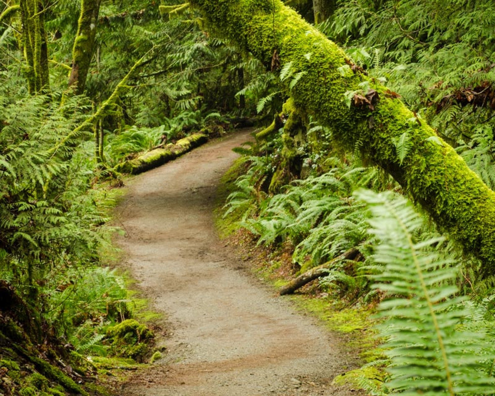 Rainforest Path: 8x10 Nature Photography Art. - Etsy