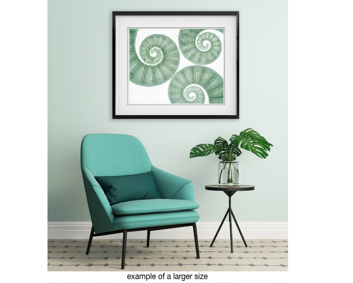 Spiral Shell Trio: 8x10 Seashell Fine Art Image. - Etsy
