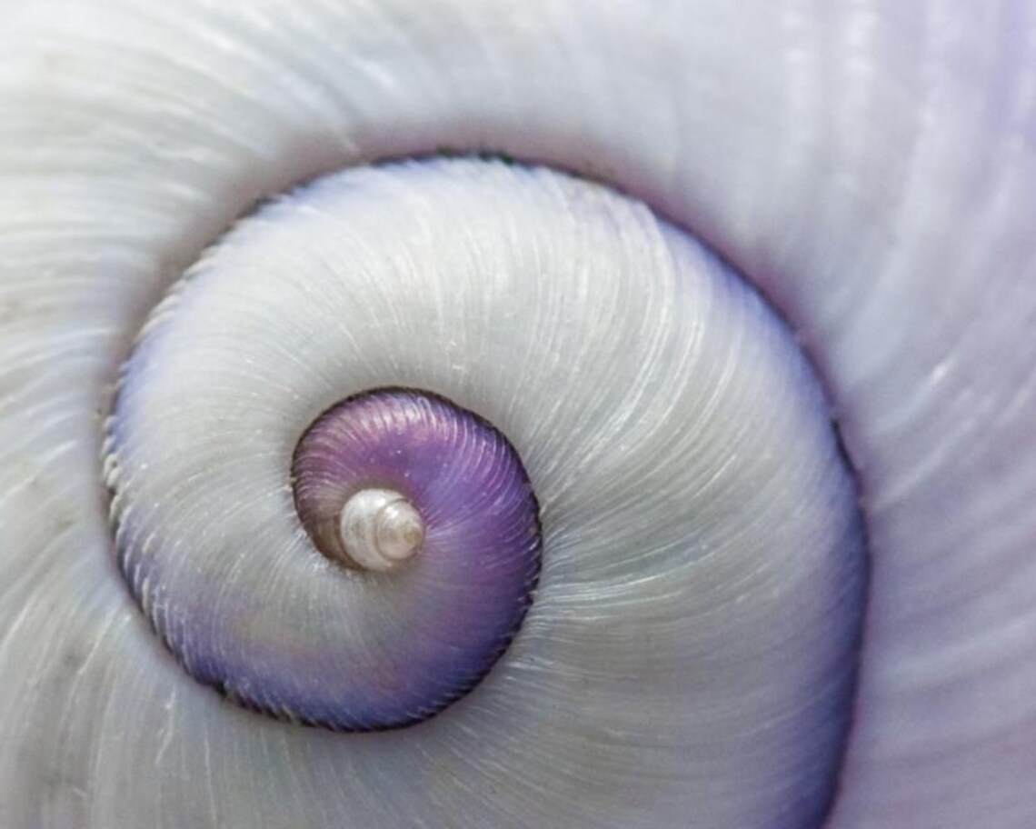 Purple Shell Spiral: 8x10 Seashell Fine Art Photography. - Etsy