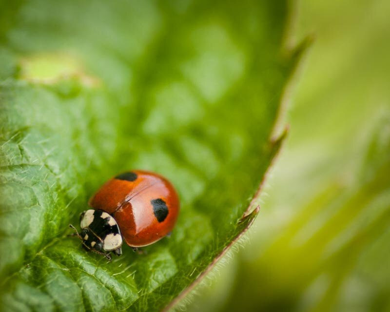 Ladybug Children's Nature Art 8x10 Photography Print of Ladybird on ...