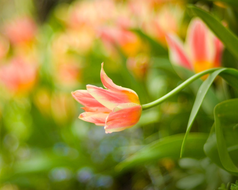 Spring Tulip: 8x10 Flower Photography Print. - Etsy