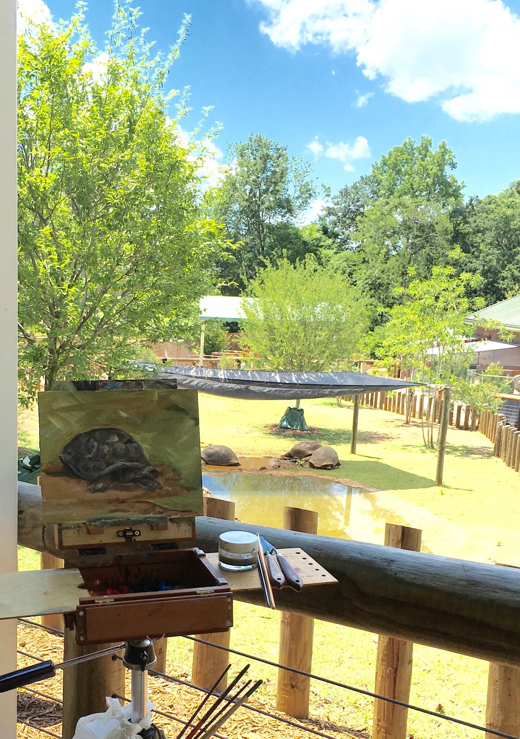 Giant Tortoise - Zoo Atlanta, oil on panel, 8" x 10" — NS Shippen Art