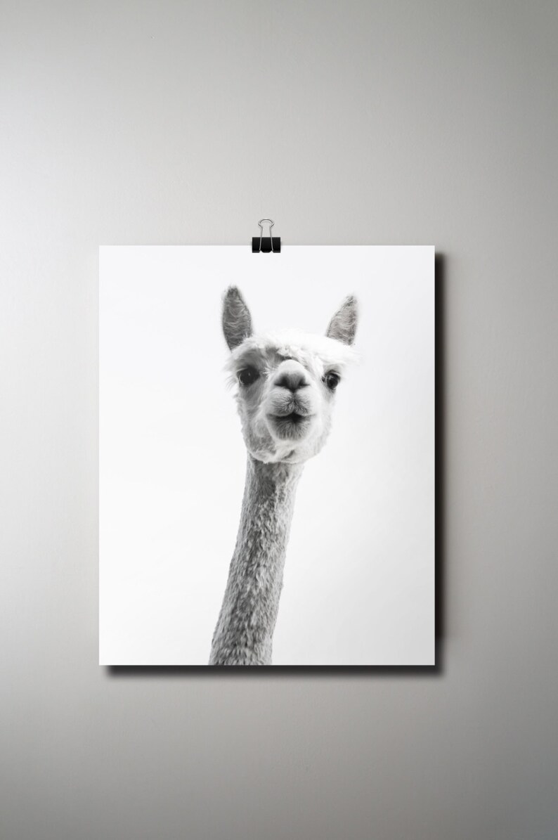 Alpaca Print Giclee Print Animal Poster Llama Print Black | Etsy