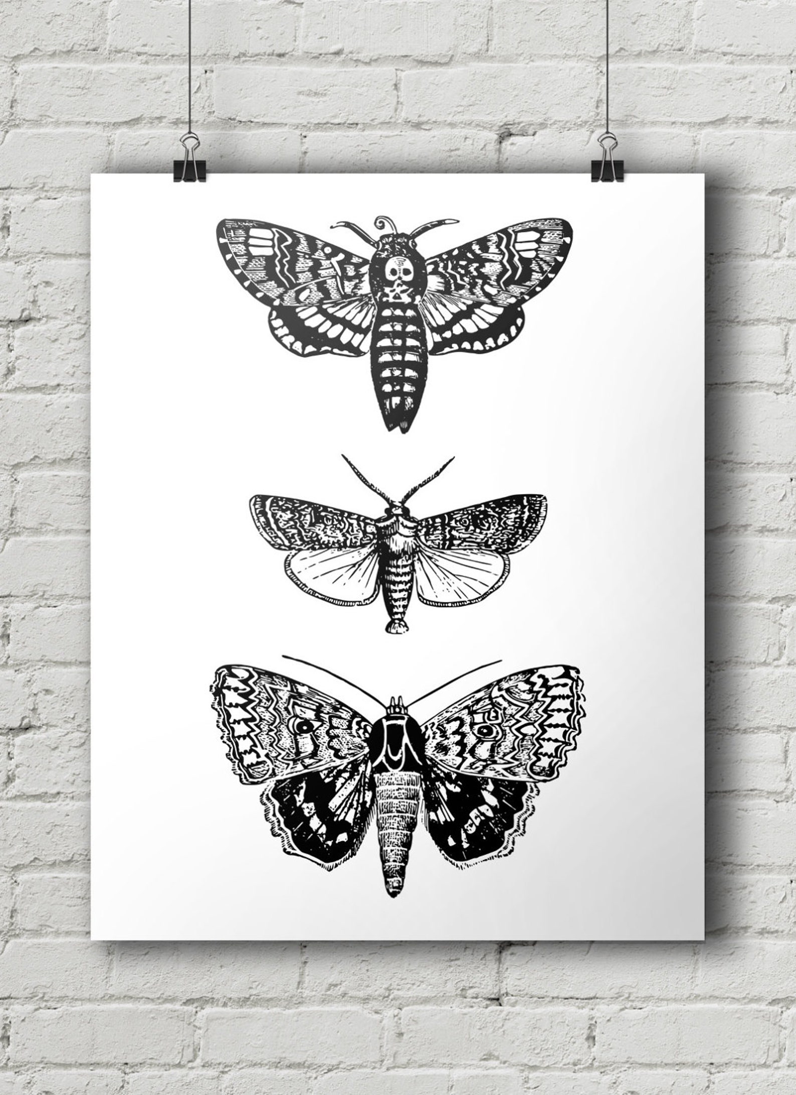Moth Print Insect Print Bug Poster Modern Decor - Etsy