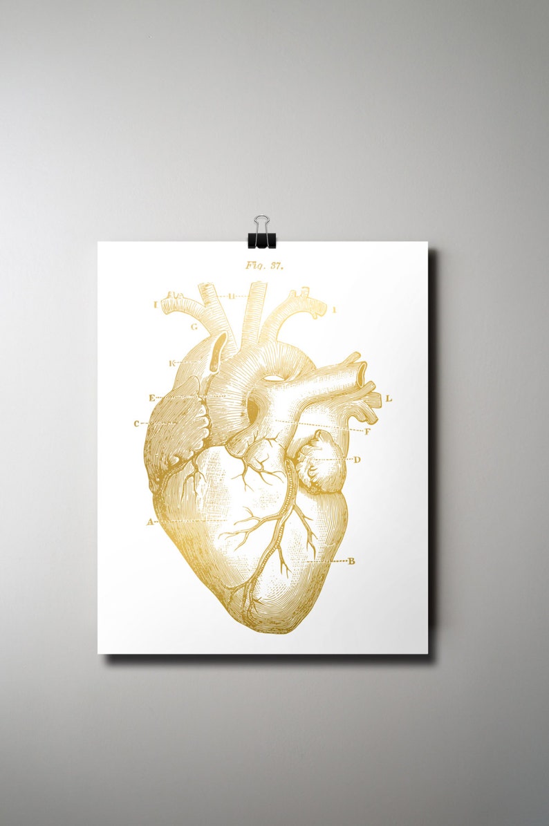 Gold Heart Print Human Heart Print Medical Printable | Etsy