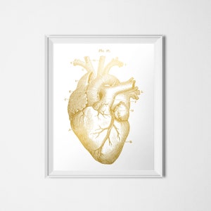 Gold Heart Print Human Heart Print Medical Printable | Etsy
