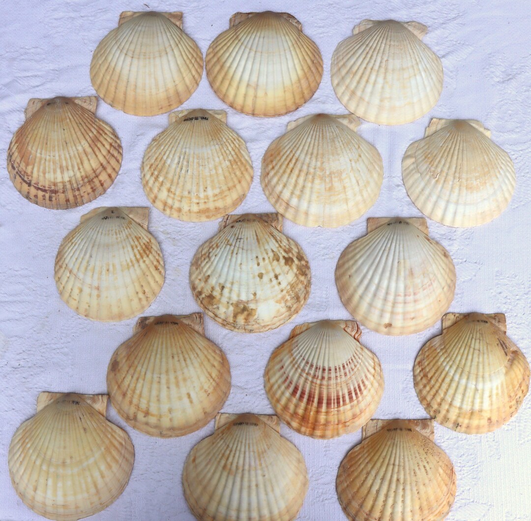 Vintage 1960s Set 16 6 Scallop Shell Baking Dishes Natural Coquilles St ...