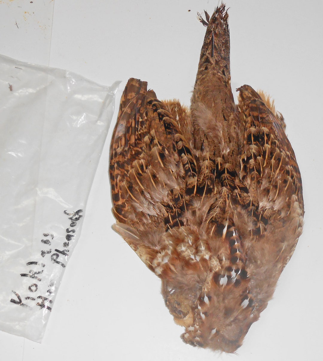 Koklass Hen Pheasant Hide. - Etsy