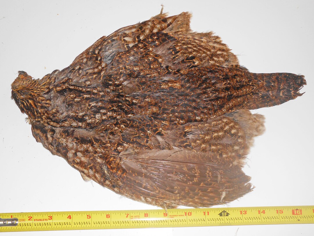 Satyr Hen Pheasant Hide. - Etsy