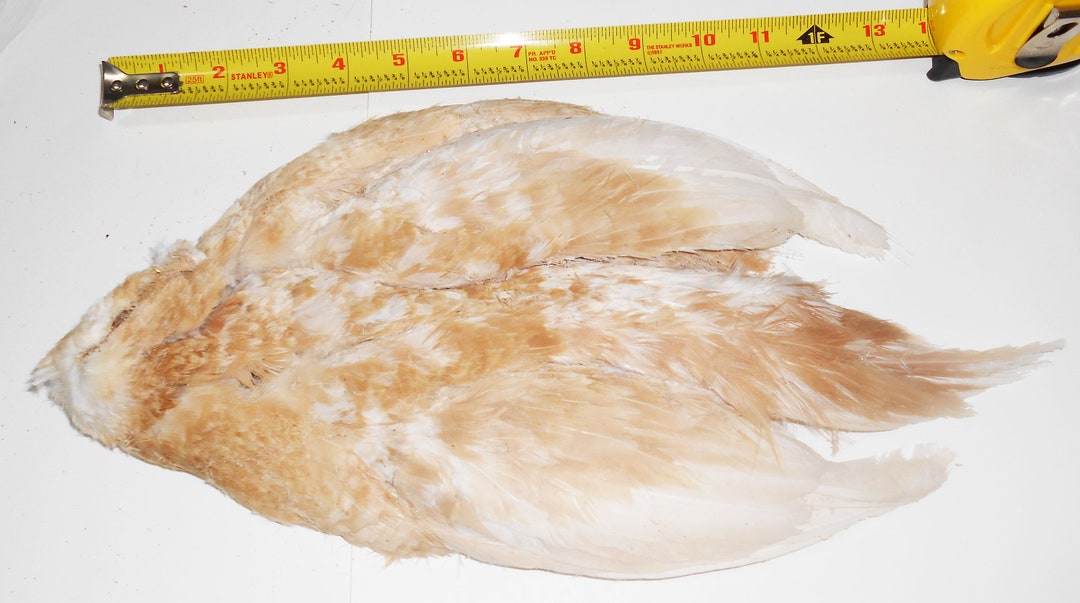 Pheasant / Quail Hide, Tan. - Etsy