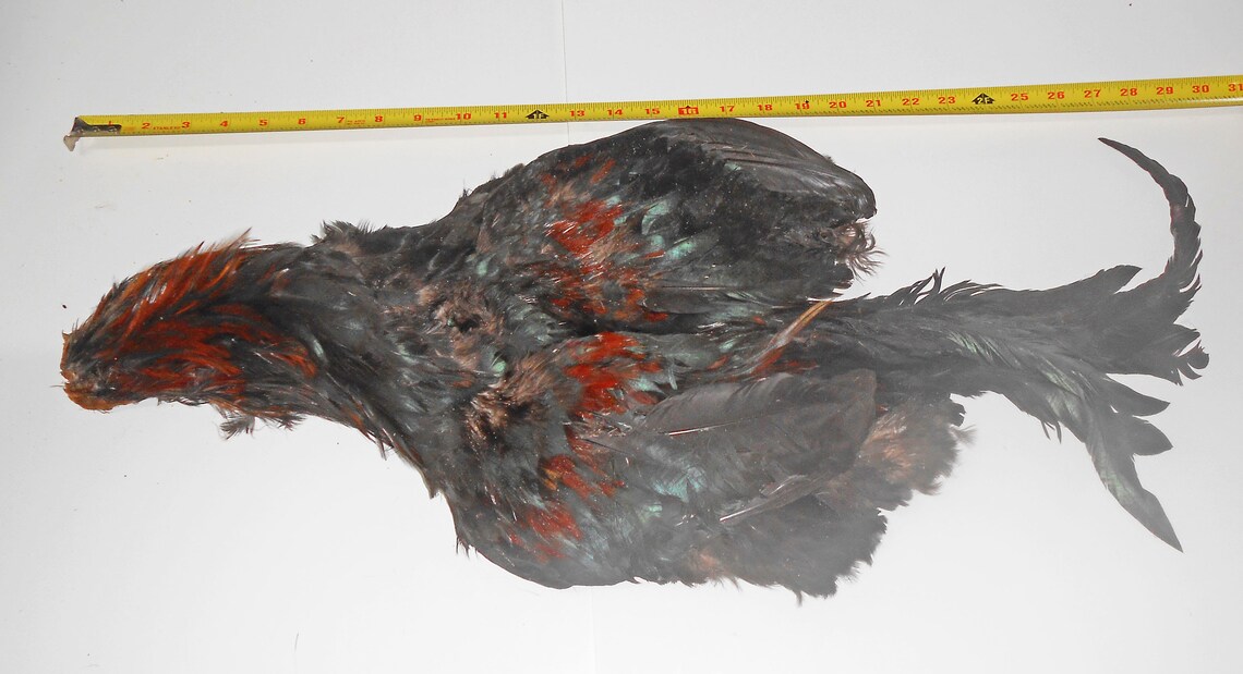 Jungle Fowl Pheasant Hide. - Etsy