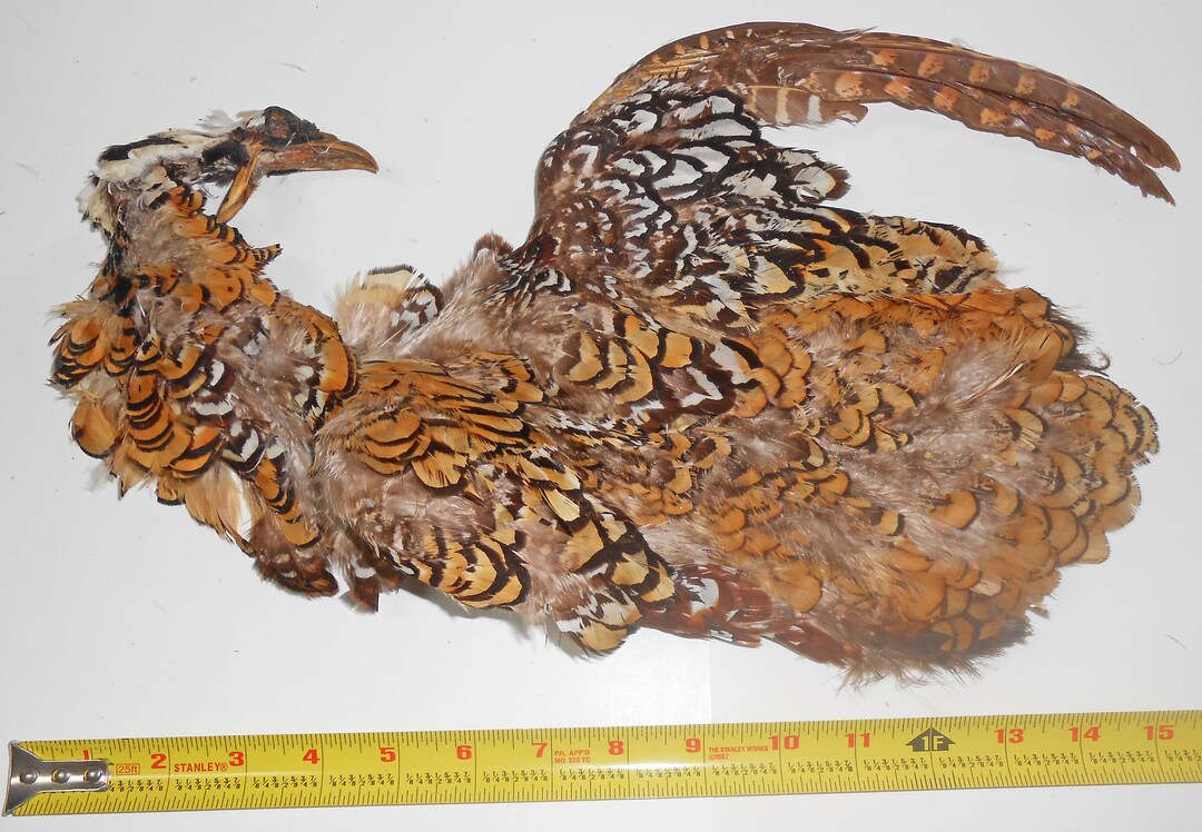 Un-known Breed of Exotic Pheasant Hide. Possebley Male Reeves. - Etsy