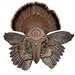 Personalized Turkey Tail Display for Beard, Spurs, Wings, Shotgun Shell ...