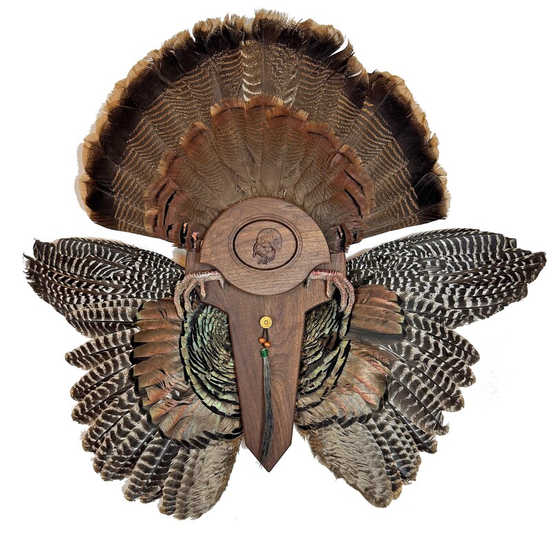 Turkey Wing Shells - Etsy